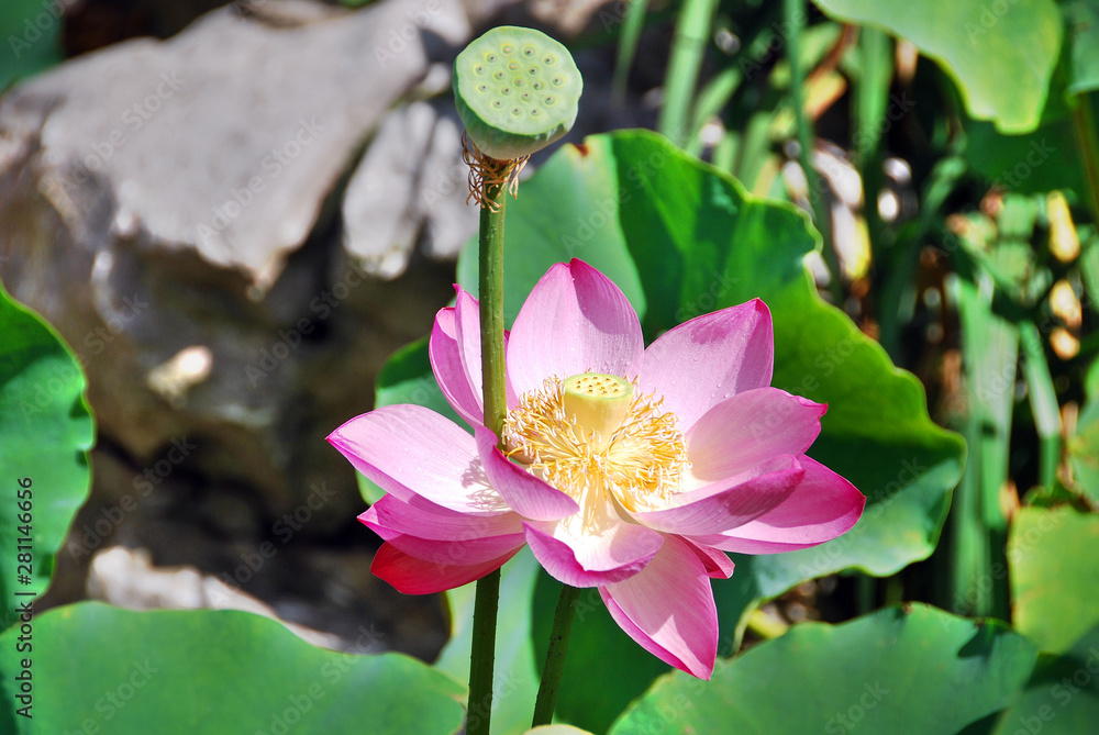Lotus flower, Nelumbo nucifera, known by a number of names including ...
