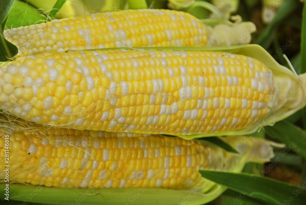 Sweet corn is a variety of maize with a high sugar content is the ...