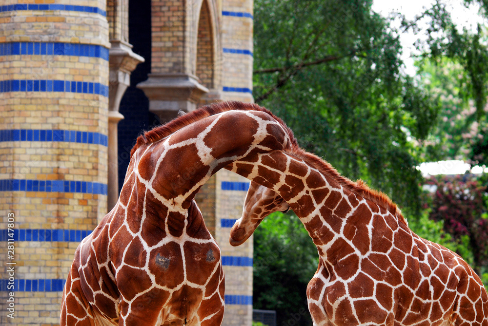 The giraffe close up (Giraffa camelopardalis) is an African even-toed ungulate mammal, the ...