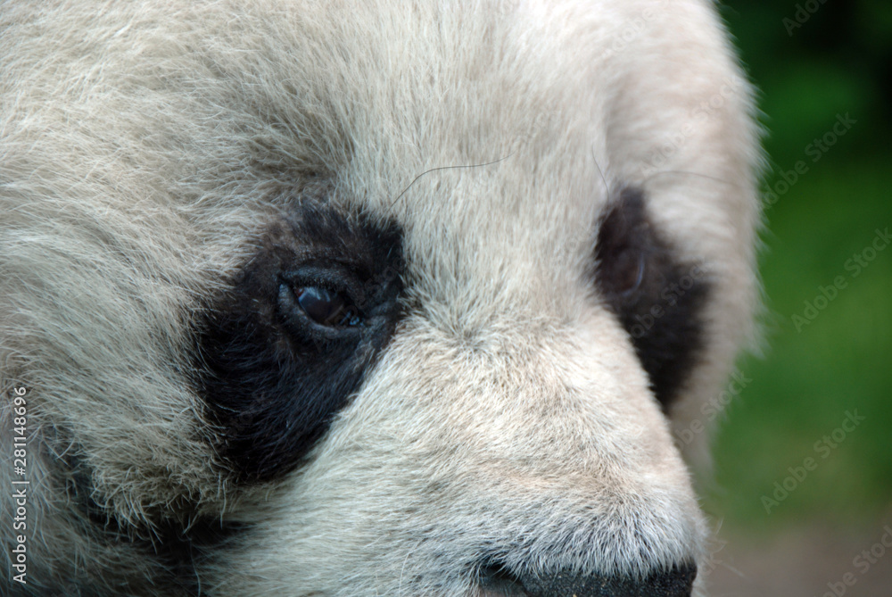 The giant panda Ailuropoda melanoleuca, literally "black and white cat ...