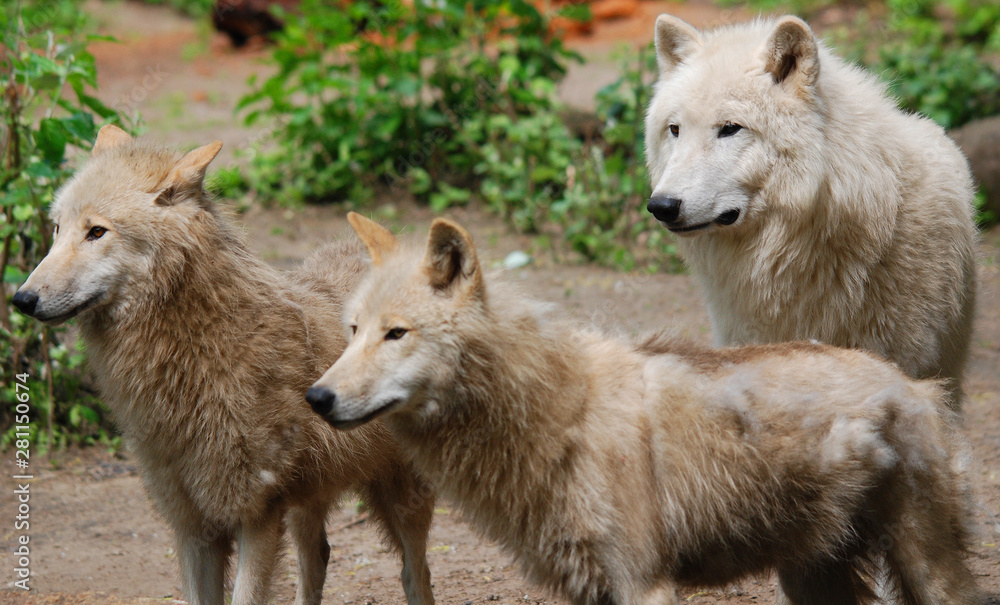 Arctic Wolf or Polar White Wolf, is a subspecies of the Gray Wolf, a ...