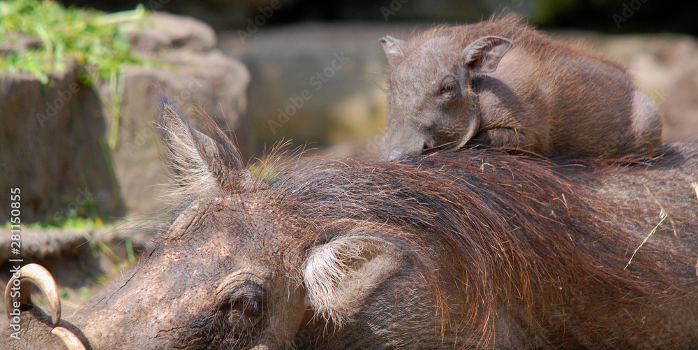 Warthog or Common Warthog nose and teeth (Phacochoerus africanus) is a ...