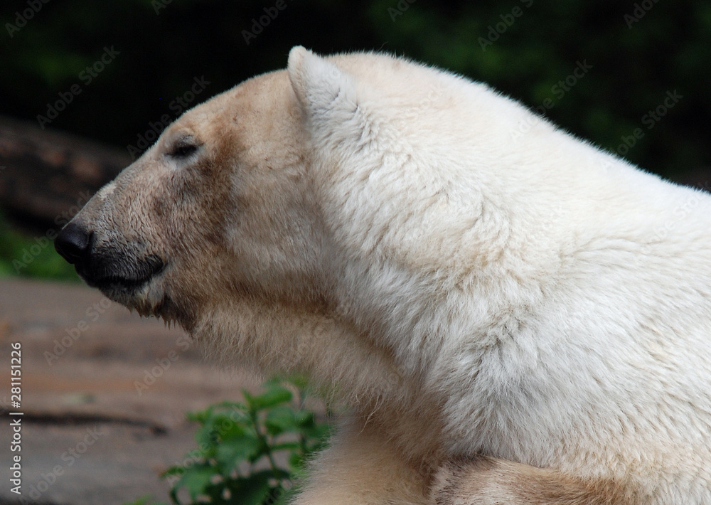The polar bear (Ursus maritimus) is a bear native largely within the ...