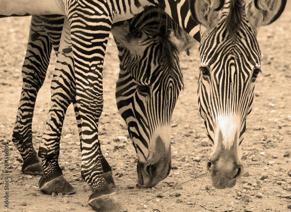 The Grevy's zebra (Equus grevyi), also known as the imperial zebra, is ...