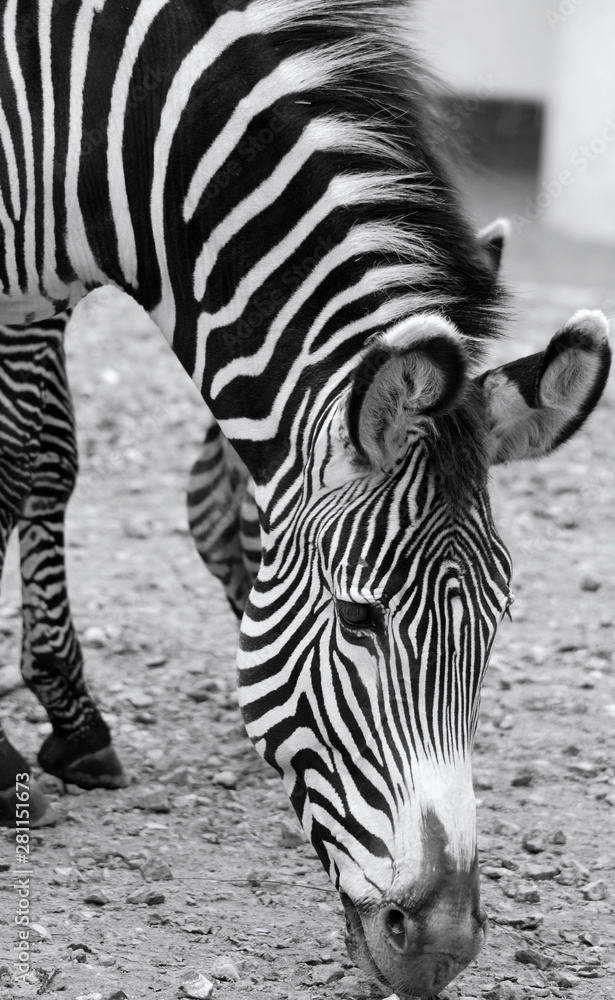 The Grevy's zebra (Equus grevyi), also known as the imperial zebra, is ...