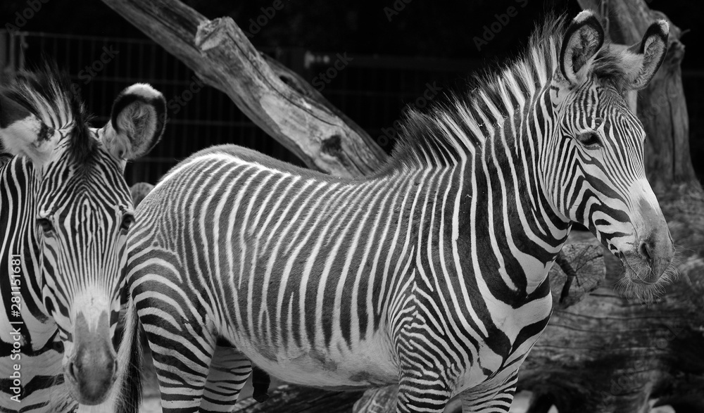 The Grevy's zebra (Equus grevyi), also known as the imperial zebra, is ...