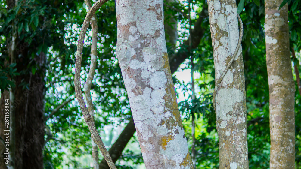 Agarwood tree in the plant Stock Photo | Adobe Stock