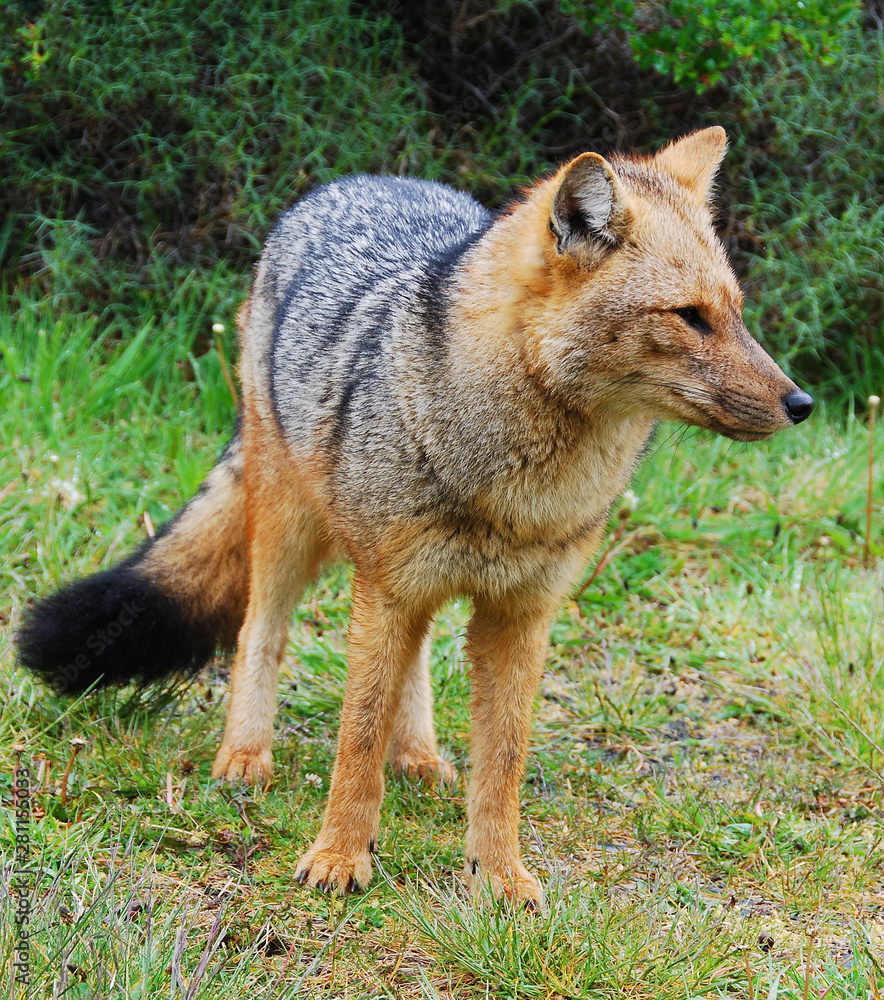 Culpeo Fox Species