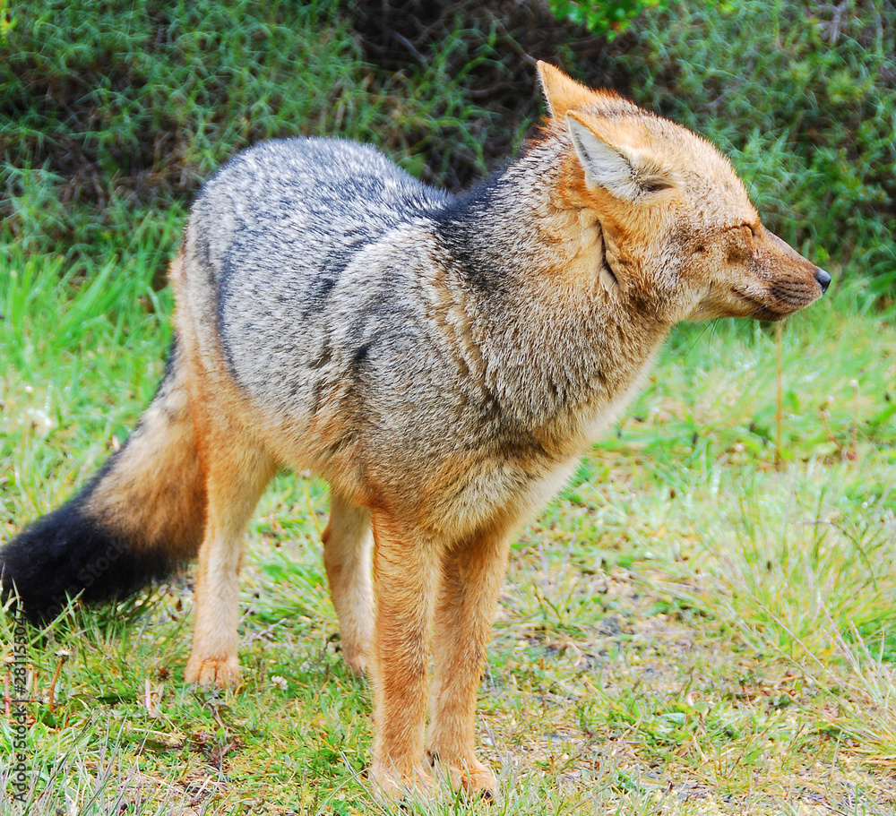 Culpeo Fox Species
