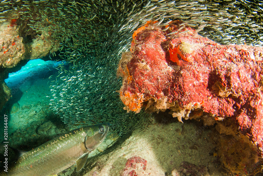 A huge school of silverrsides which are small fish have inhabited a ...