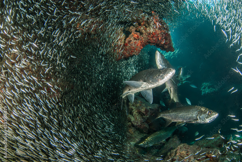 A huge school of silverrsides which are small fish have inhabited a ...