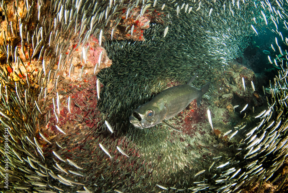 A huge school of silverrsides which are small fish have inhabited a ...