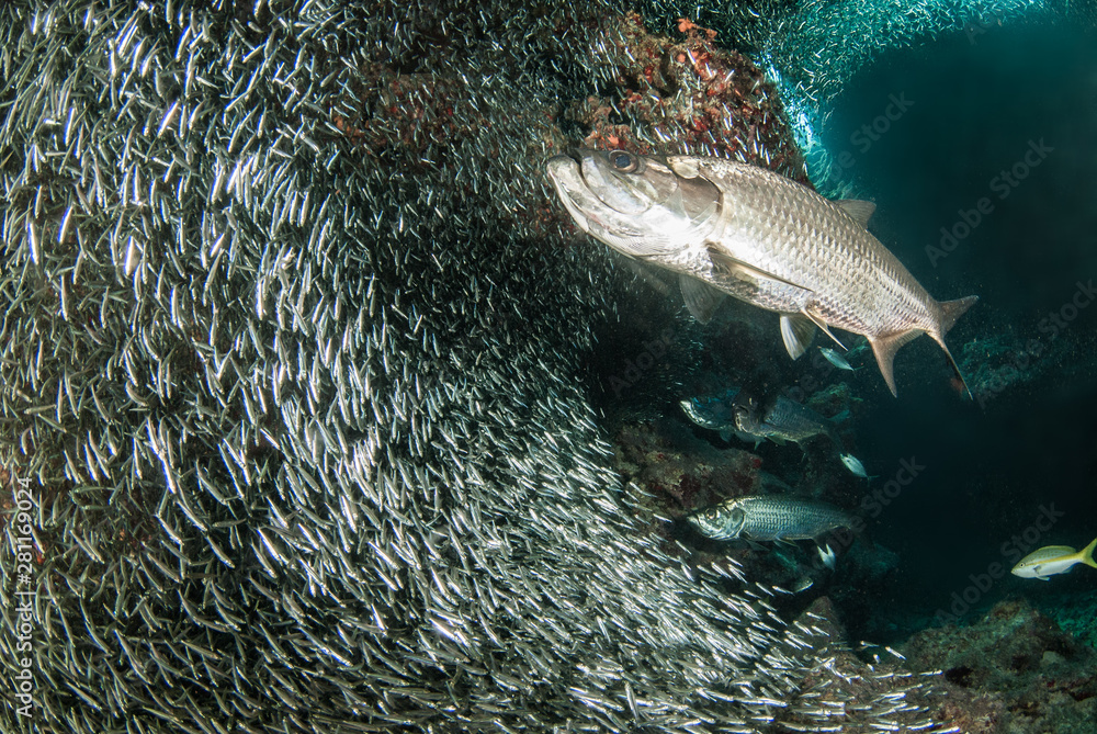 A huge school of silverrsides which are small fish have inhabited a ...
