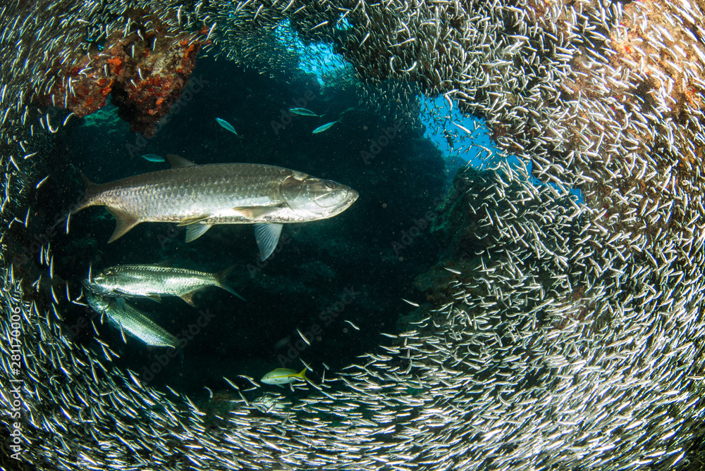 Foto de A huge school of silverrsides which are small fish have ...