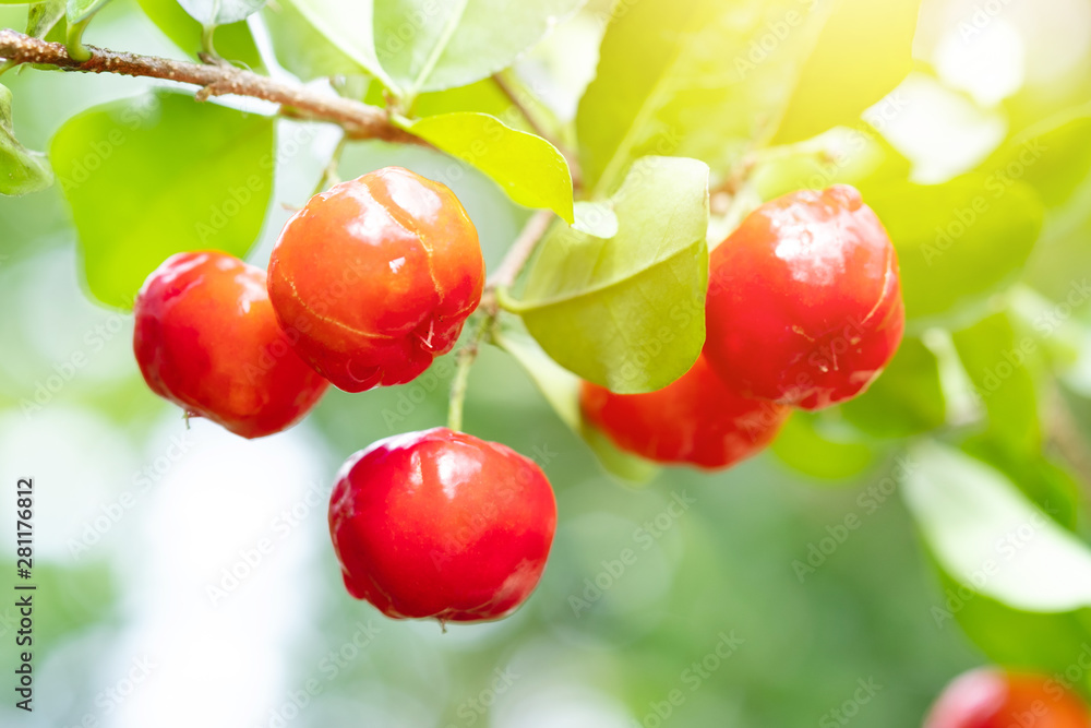 Foto de Acerola cherry of thailand on three. Select focus, Barbados ...