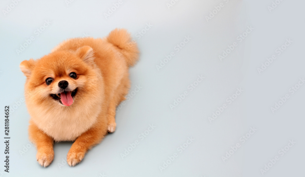 Pomeranian dog with blue backdrop. Stock Photo | Adobe Stock