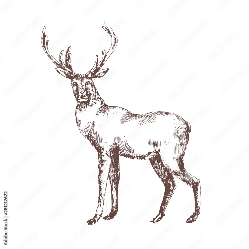 Red deer hand drawn with contour lines on white background. Elegant ...