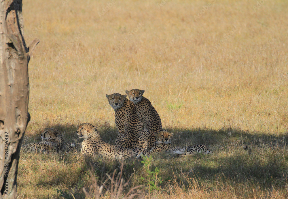Five cheetah cheetahs Acinonyx jubatus, "the five musketeers", in shade ...