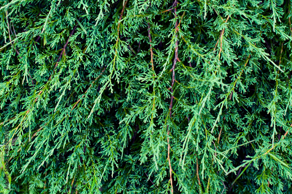 green background of conifer branches, template for design for christmas ...