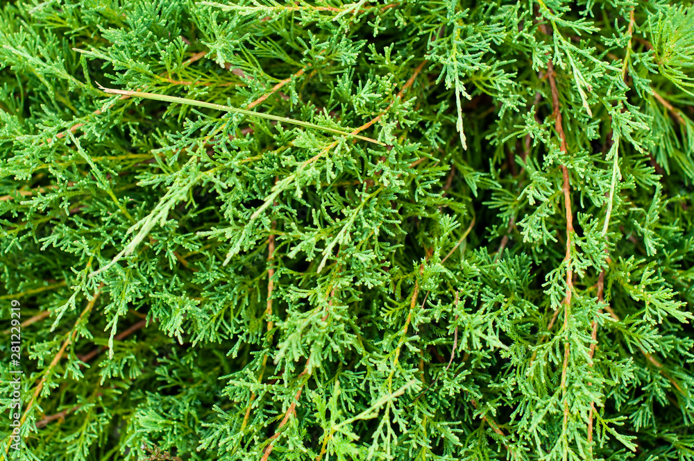 green background of conifer branches, template for design for christmas ...