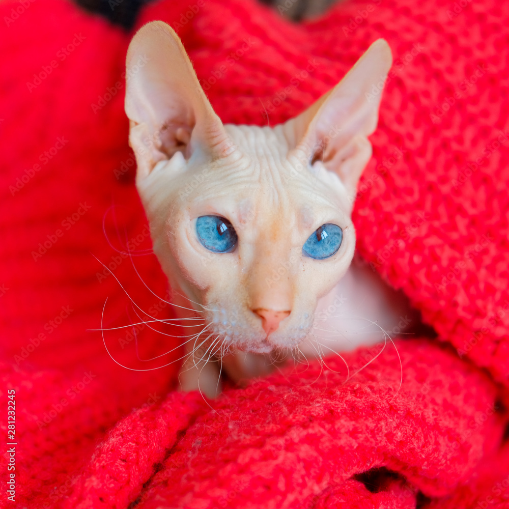Blue Eyed Sphynx Cat