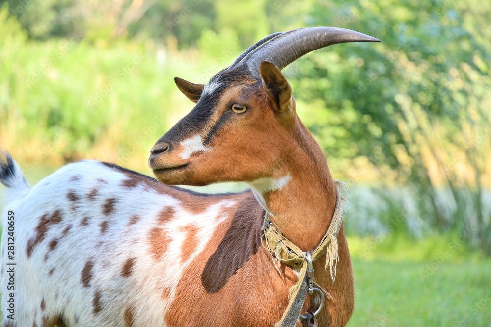 Google Spotted Goat