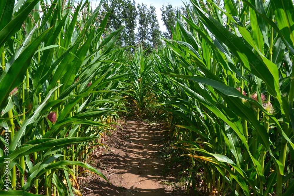 A corn maze or maize maze - maze cut out of a corn field. Narrow path ...