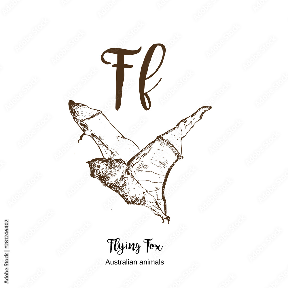Flying fox, A to z, alphabet sketch australian animals drawing vector ...