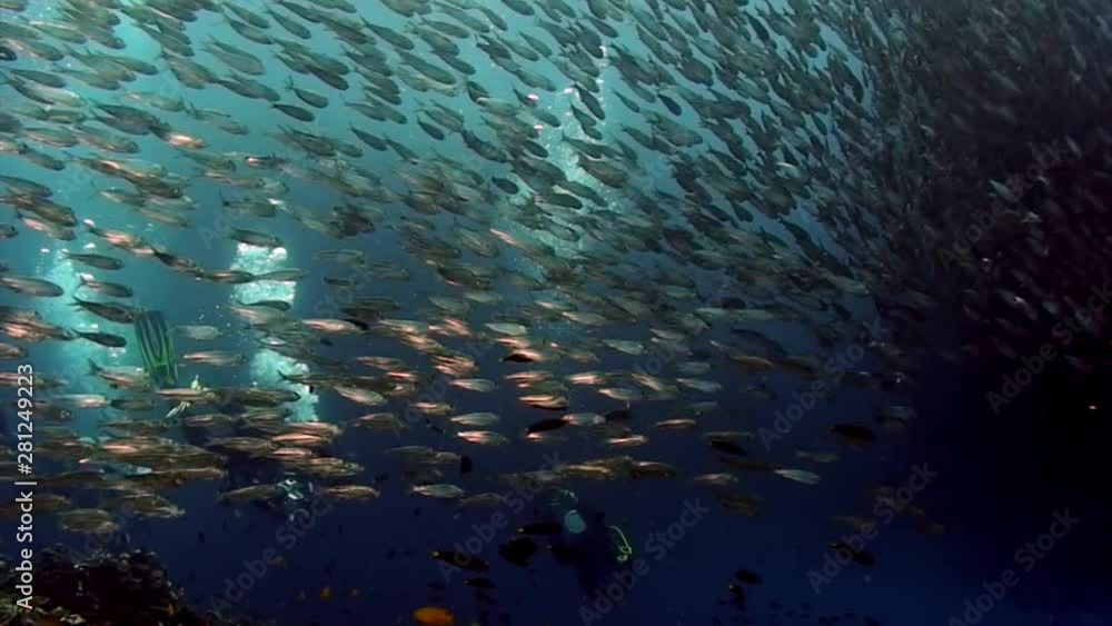 Divers under school of fish underwater in rays of sunlight underwater ...