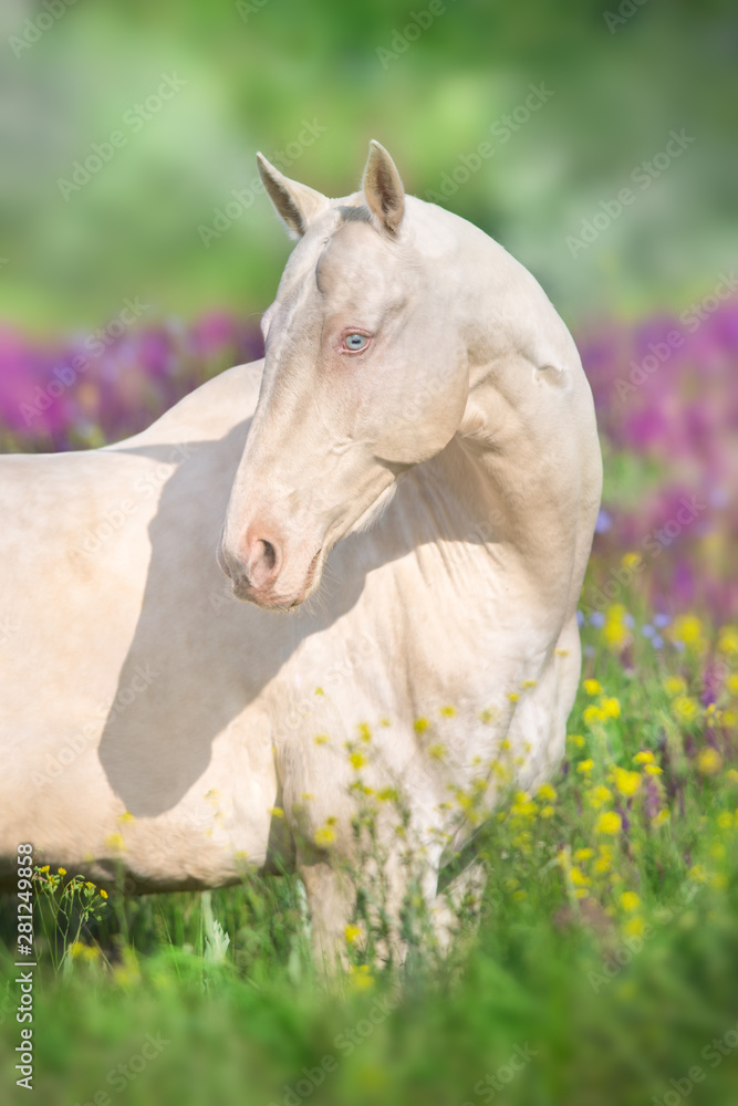 Cremello Horse