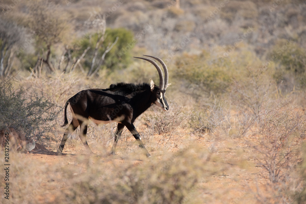 Portrait of a rare male sable antelope stallion. Okonjima, Namibia ...