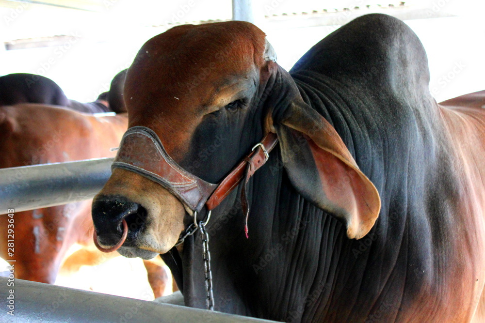 A Brahman bull stands relaxed inside a stall on a cattle ranch.This ...