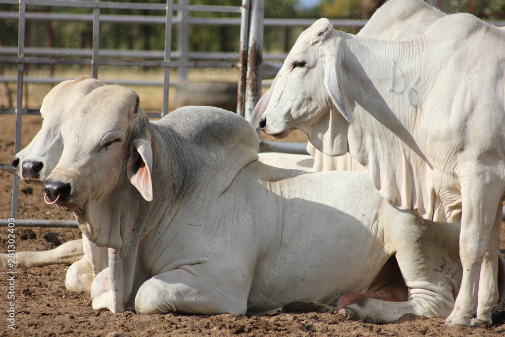 Brahman is a beef breed that’s used most commonly across the USA, South ...