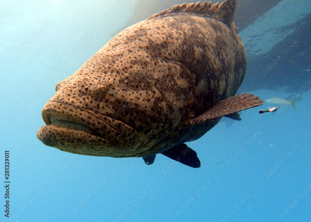 An underwater photo of Goliath grouper swimming in the ocean. Stock ...