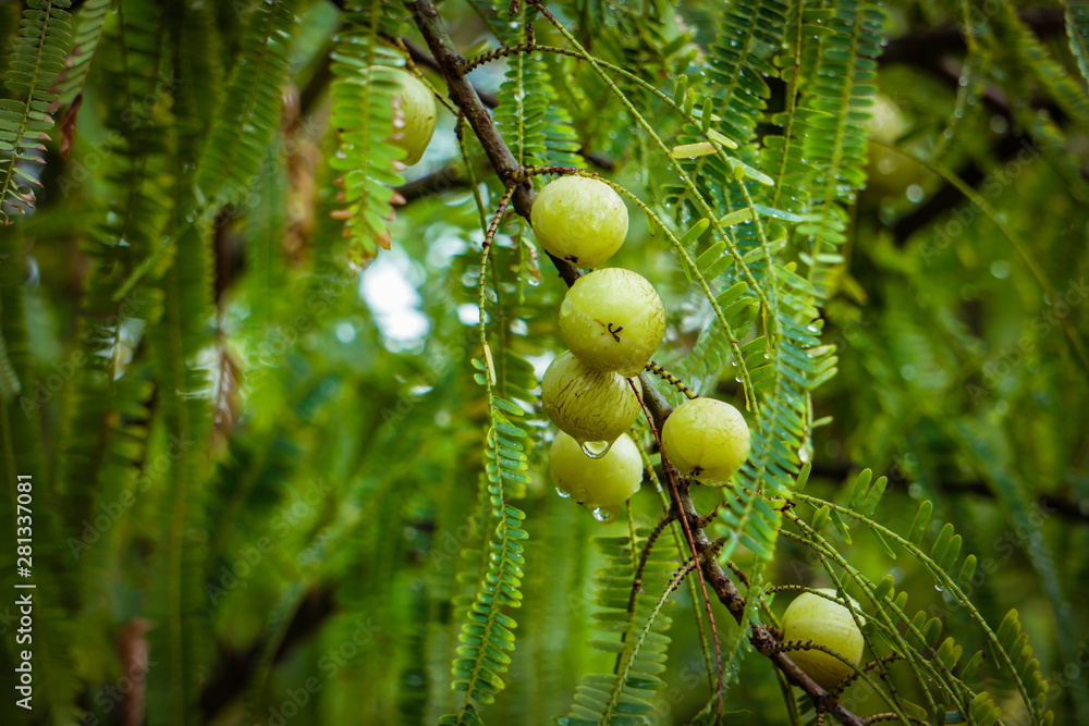Amalaki Fruit - Powerful Health Benefits Of The Indian Fruit Stock ...