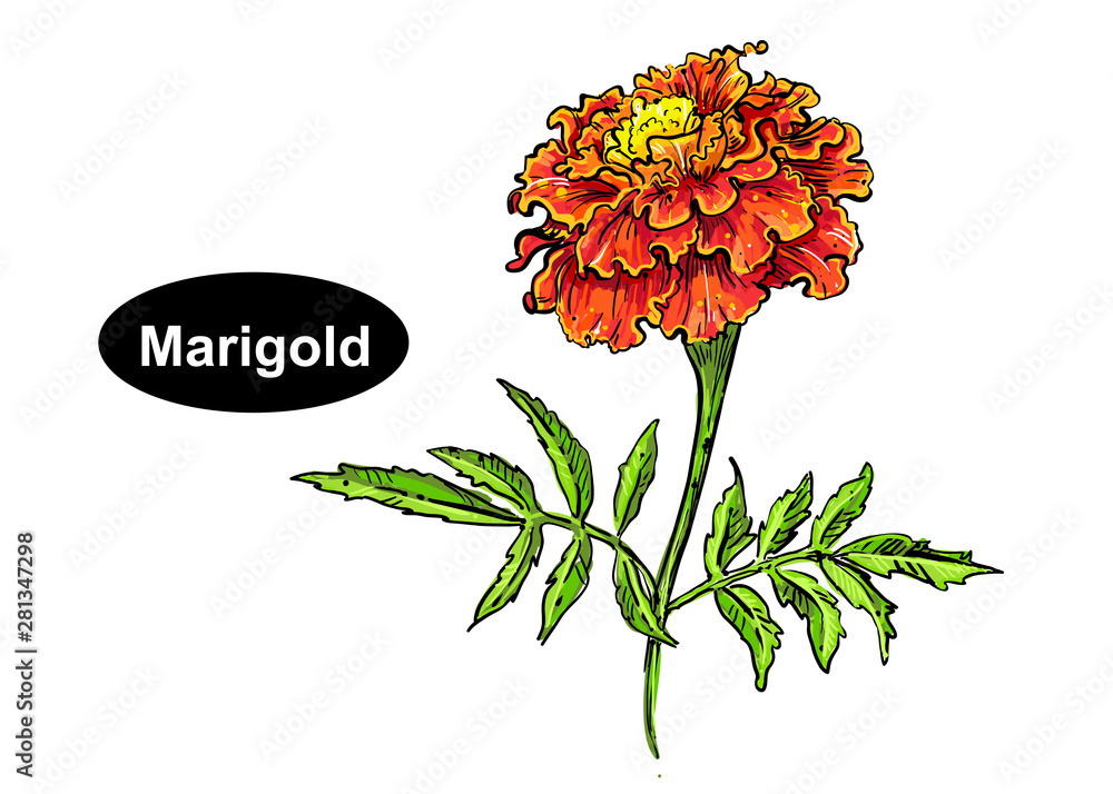 Detailed hand drawn color vector illustration of marigold. sketch ...