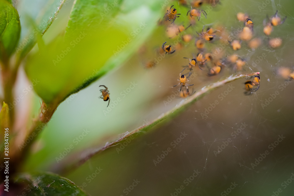 Baby spider nest Stock Photo | Adobe Stock