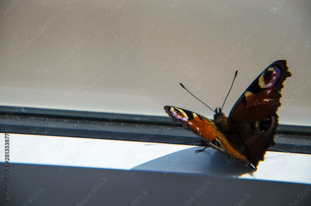 The butterfly on the window frame has fallen into a trap and strives ...