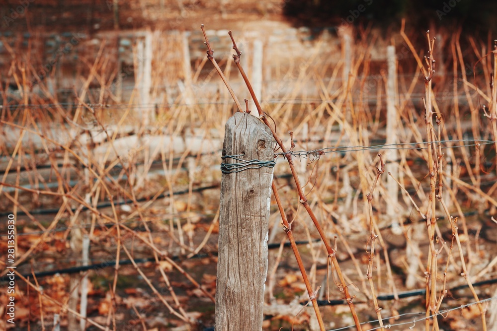 Santiago, capital of Chile. Vínicola Concha y Toro, one of the most ...
