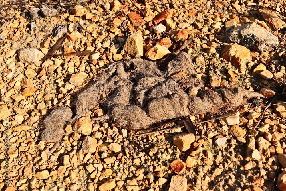 Leopard droppings found in the wild. Stock Photo | Adobe Stock