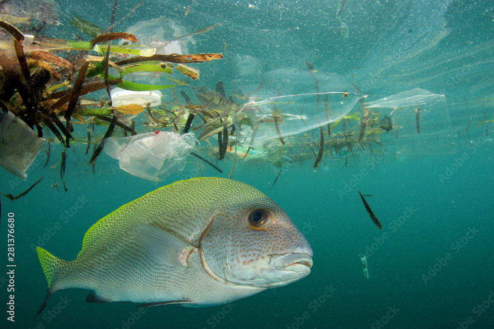 Plastic pollution in ocean and fish Stock Photo | Adobe Stock
