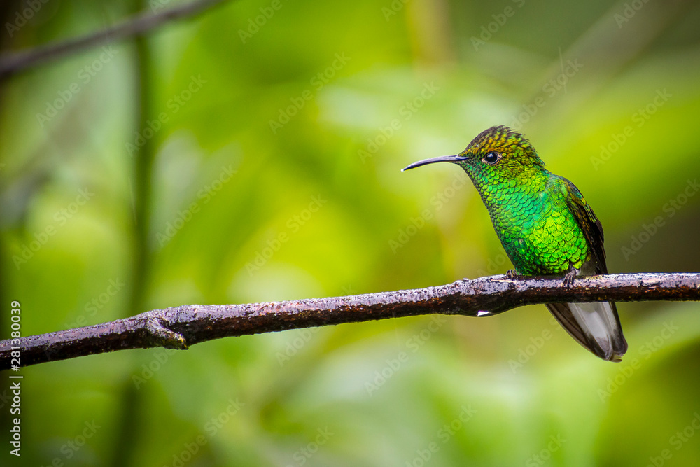 Bright Green Hummingbirds