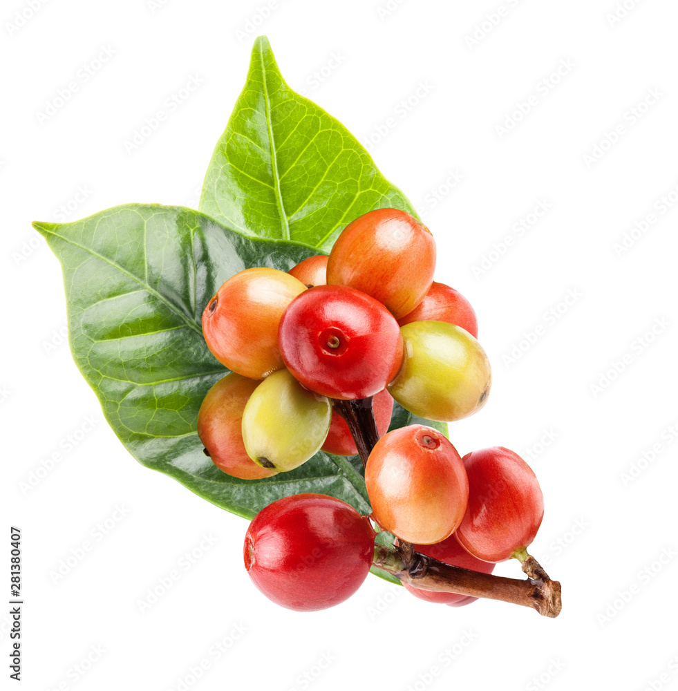 Red coffee beans on a branch of coffee tree, ripe and unripe berries ...