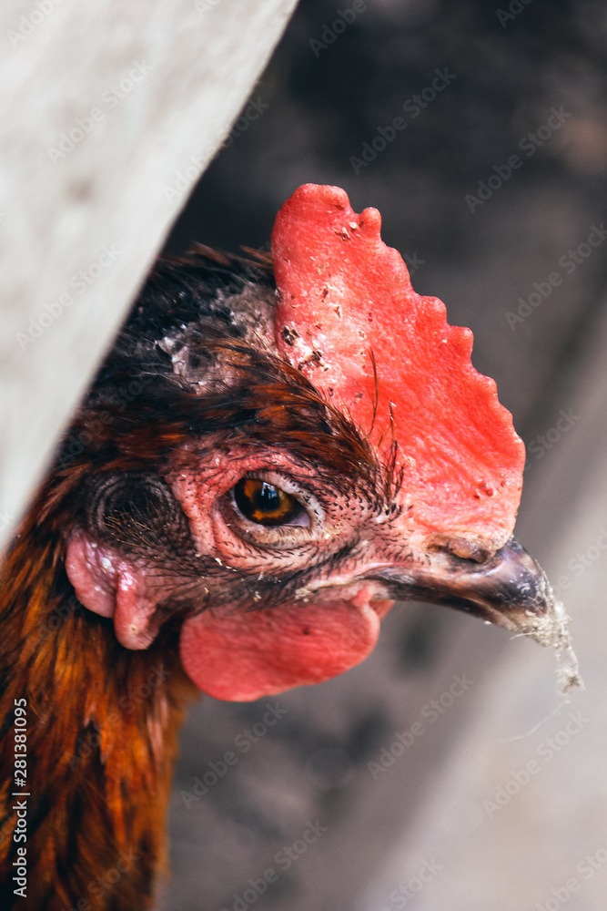 Vertical photography of sad brown hen close up. Unhealty looking ...