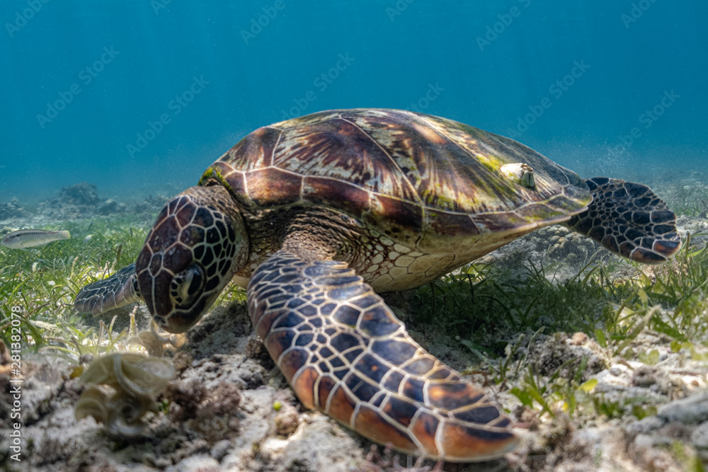 Close up view of a green sea turtle feeding on a sea grass. Green sea ...