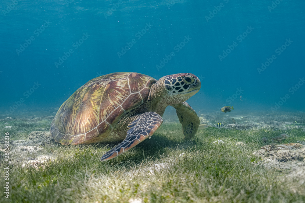 Close up view of a green sea turtle feeding on a sea grass. Green sea ...
