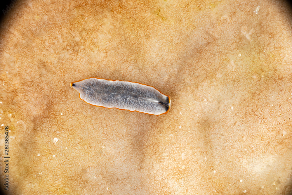 The flatworms, flat worms, Platyhelminthes, Plathelminthes, or ...