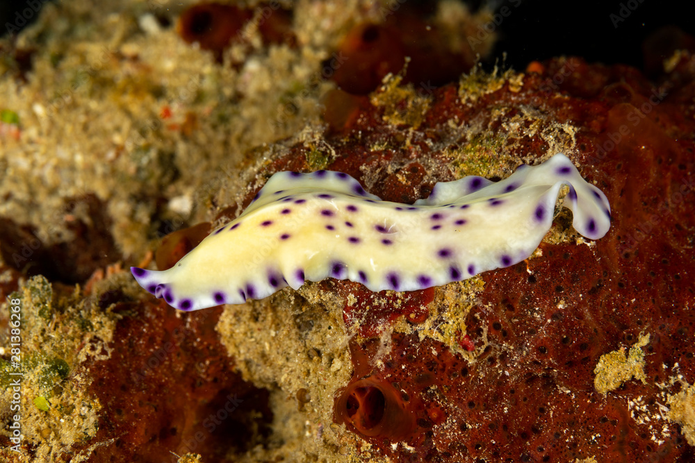 The flatworms, flat worms, Platyhelminthes, Plathelminthes, or ...