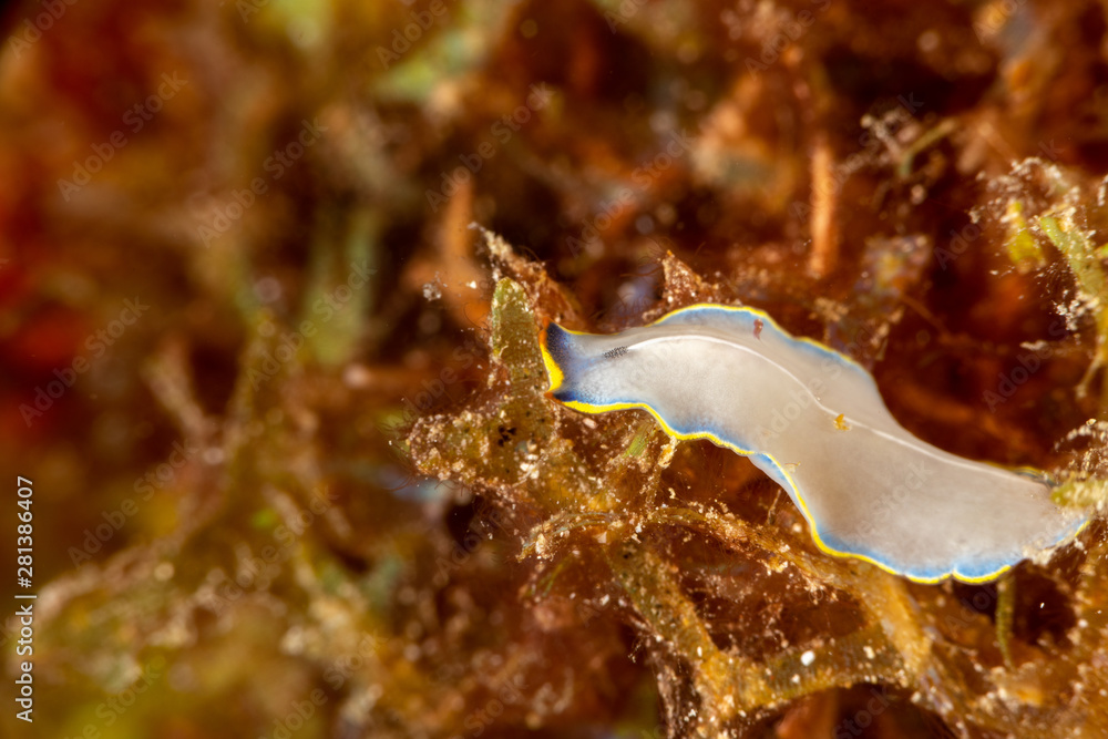 The flatworms, flat worms, Platyhelminthes, Plathelminthes, or ...