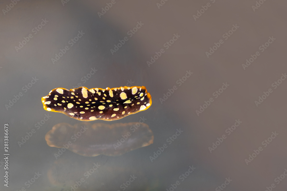 The flatworms, flat worms, Platyhelminthes, Plathelminthes, or ...